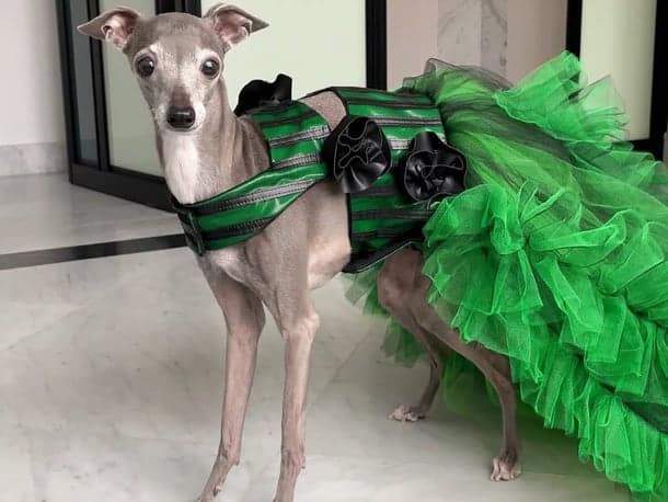 Internet Fashion Icon Tika the Iggy Passes Away at 14 - new knowledge bio